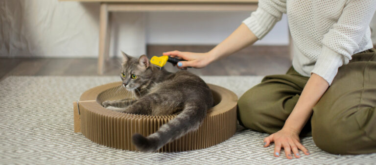 Comment retirer une tique sur mon chat et comment les éviter ? en ...