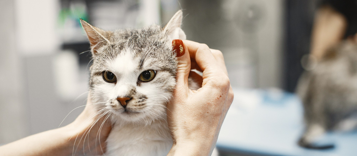 Quand et comment nettoyer les oreilles de mon chat ? en février 2026
