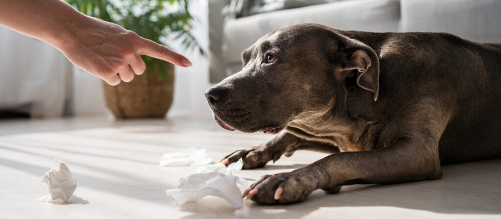 Pourquoi mon chien mange ses crottes et les excréments des autres ...