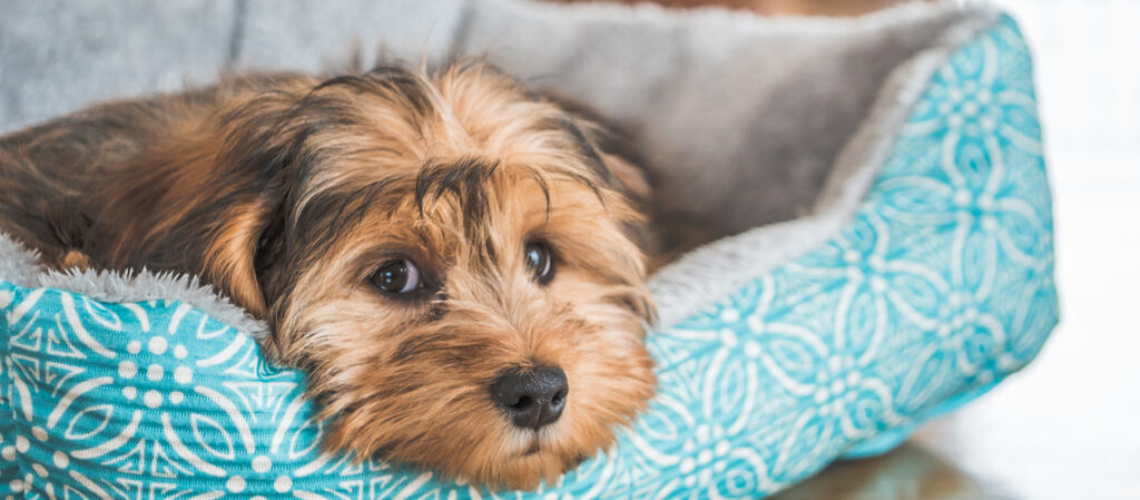 Mon chien a peur de tout : comment lui redonner confiance ? en ...