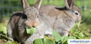 Reproduction du lapin : accouplement, gestation et mise bas, on vous ...