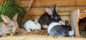 Reproduction du lapin : accouplement, gestation et mise bas, on vous ...