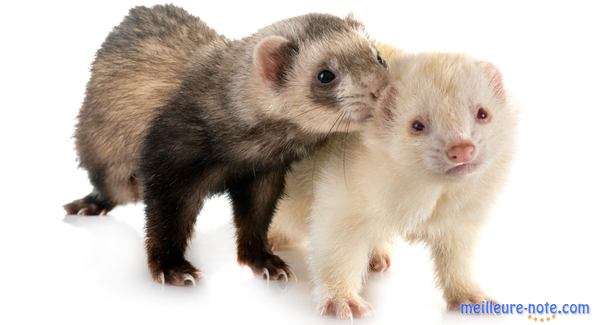 Reproduction du furet : les étapes clés en septembre 2025